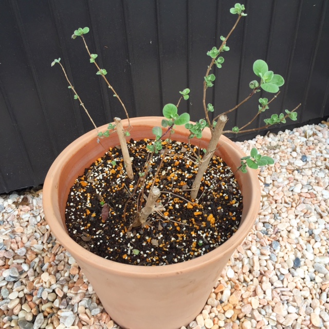 ポーヒナヒナ - Nanamua.com