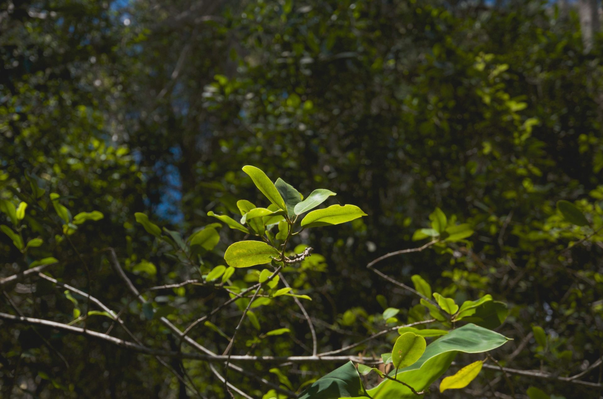 モキハナ - Nanamua.com