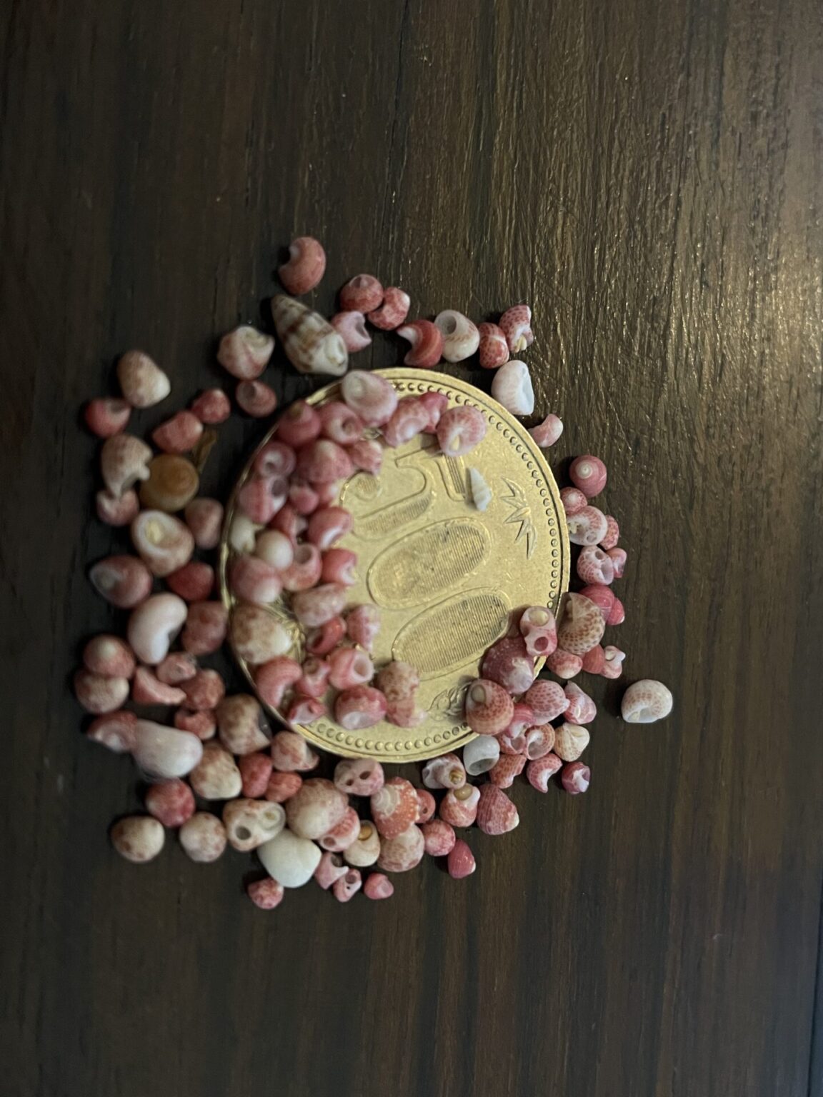 ニイハウシェルアクセサリー とは(その壱) - Nanamua.com