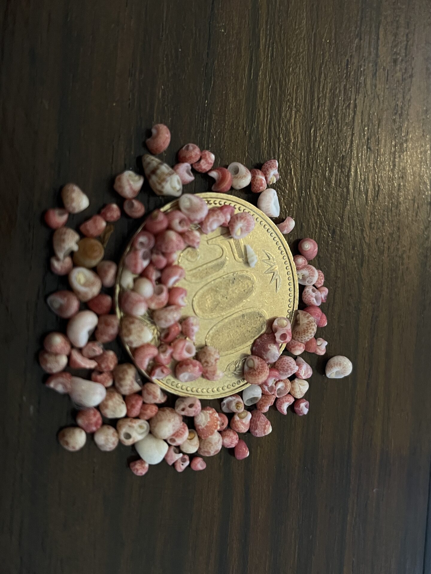 ニイハウシェルアクセサリー とは(その壱) - Nanamua.com